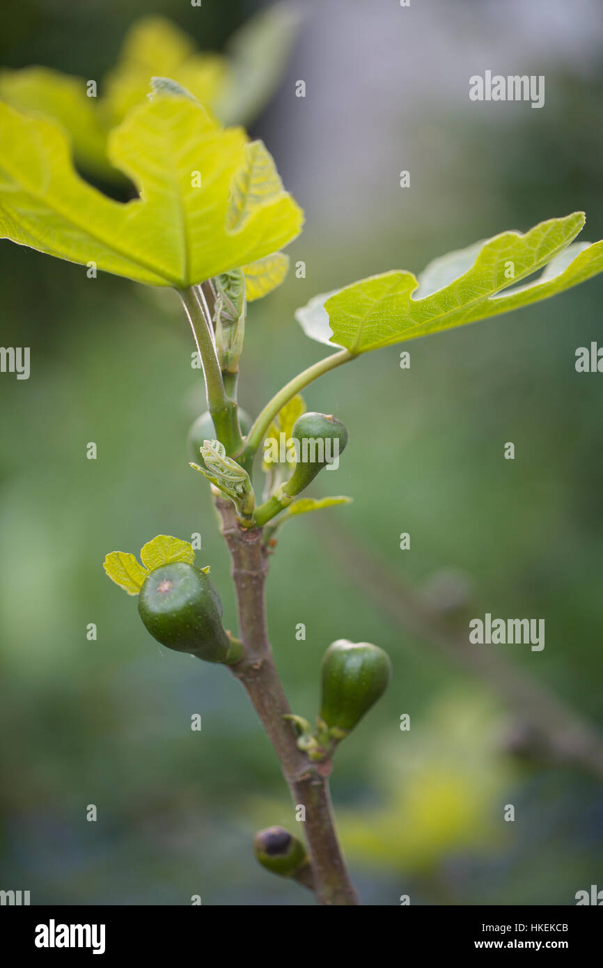 Green flower hi-res stock photography and images - Alamy