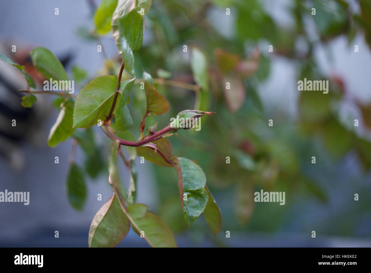 Growth bloom hi-res stock photography and images - Alamy