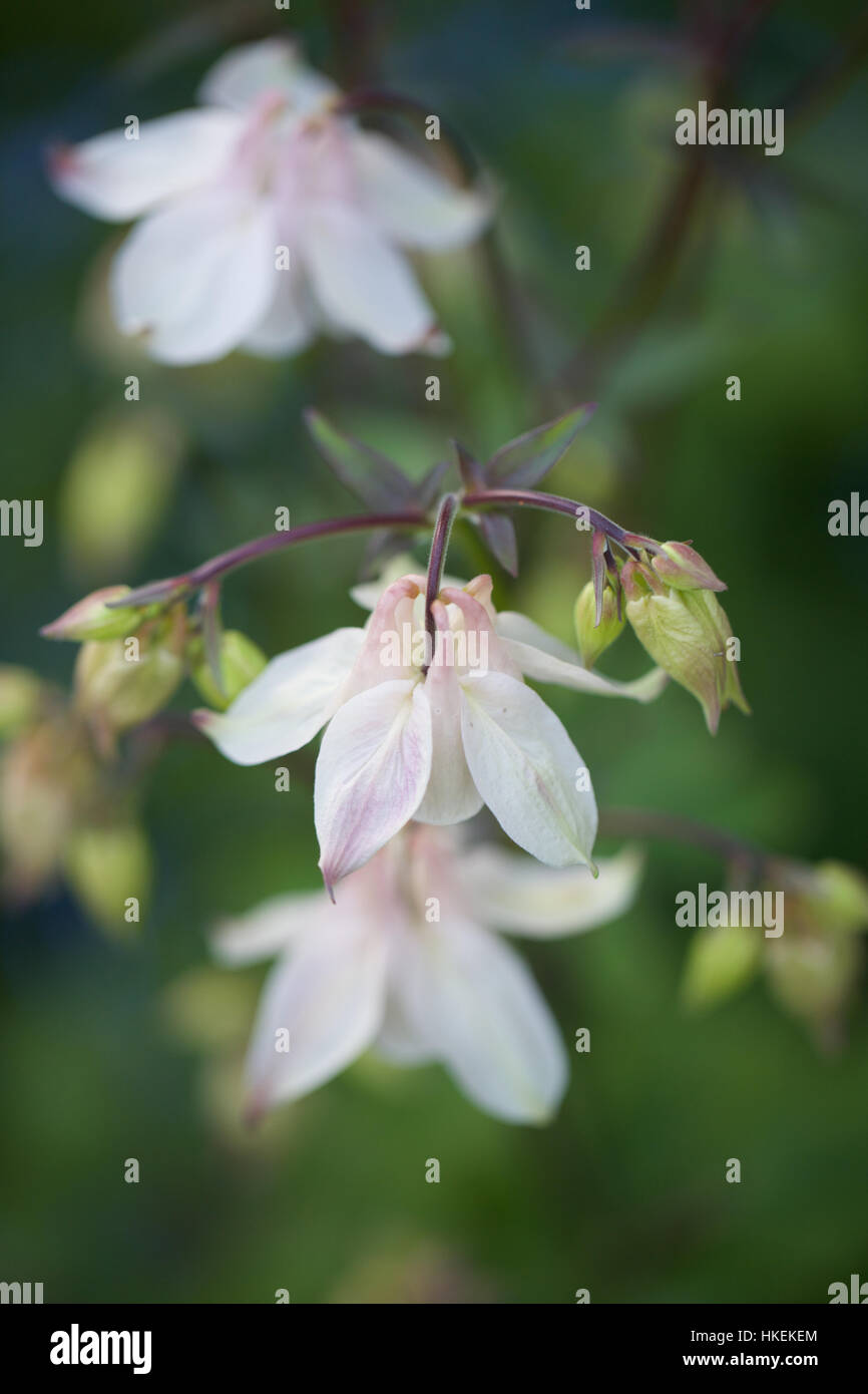 Very fragile flower hi-res stock photography and images - Alamy
