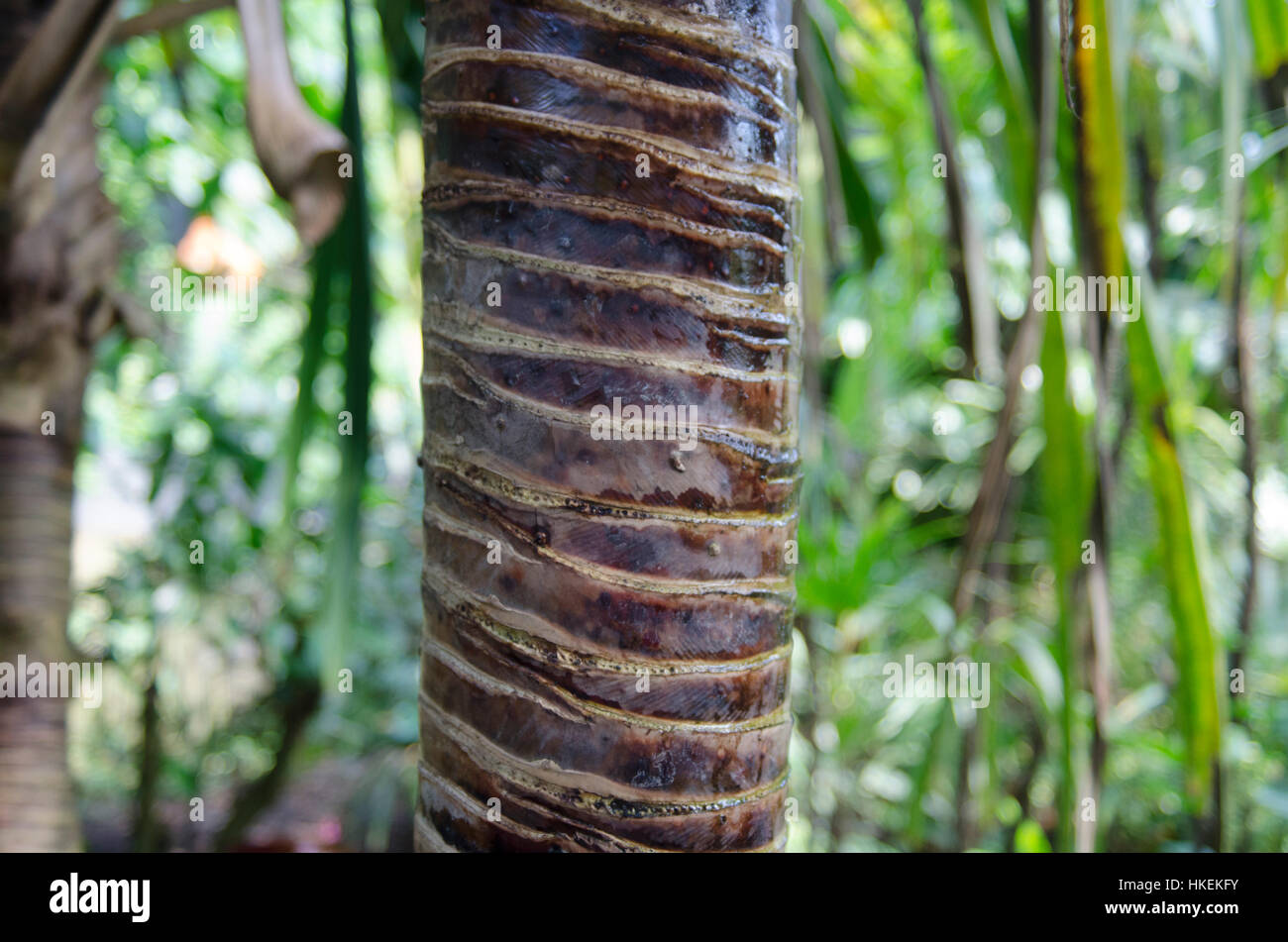 Baobab project hi-res stock photography and images - Alamy