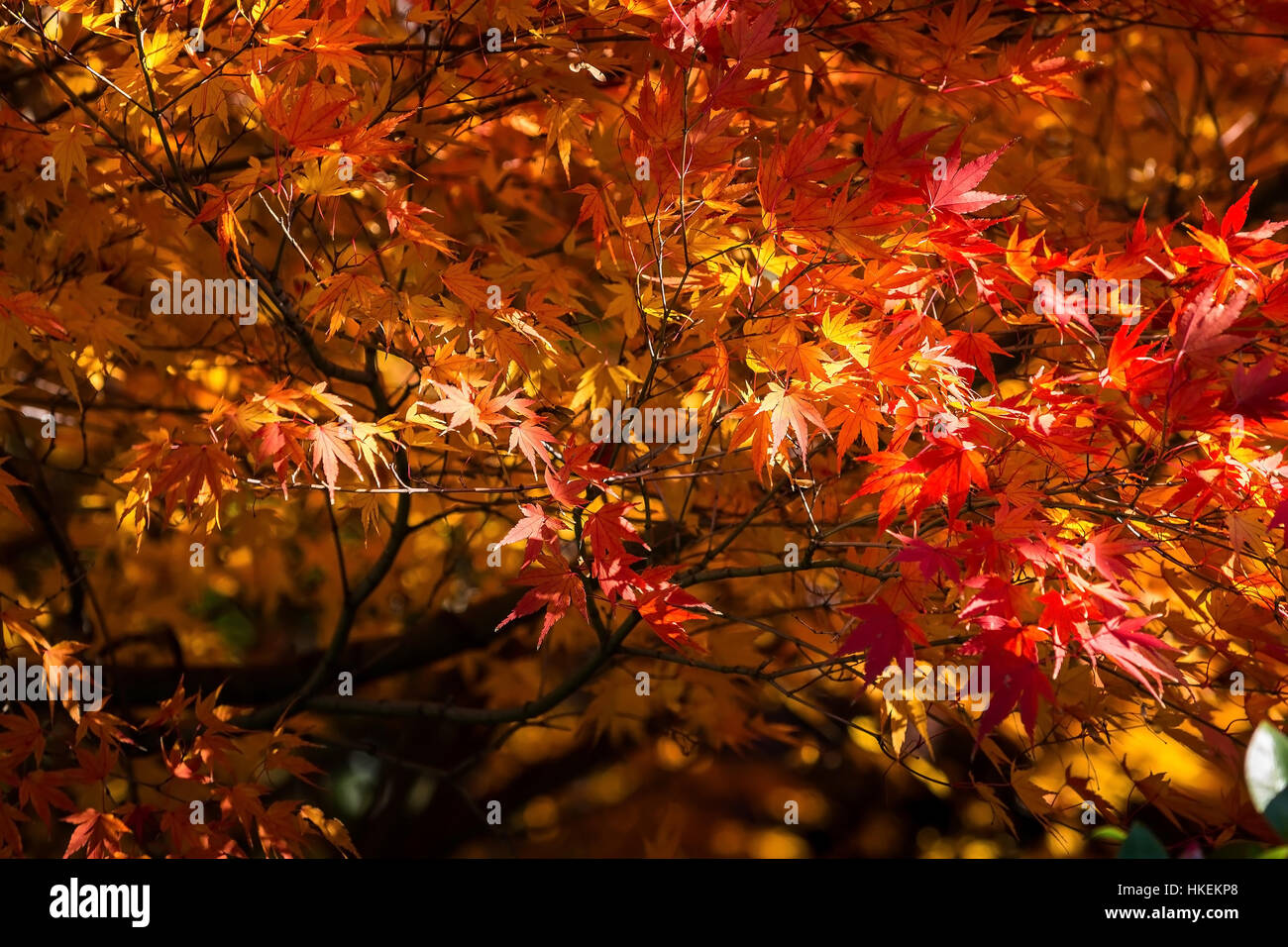 Autumn Colours in Japan Stock Photo - Alamy