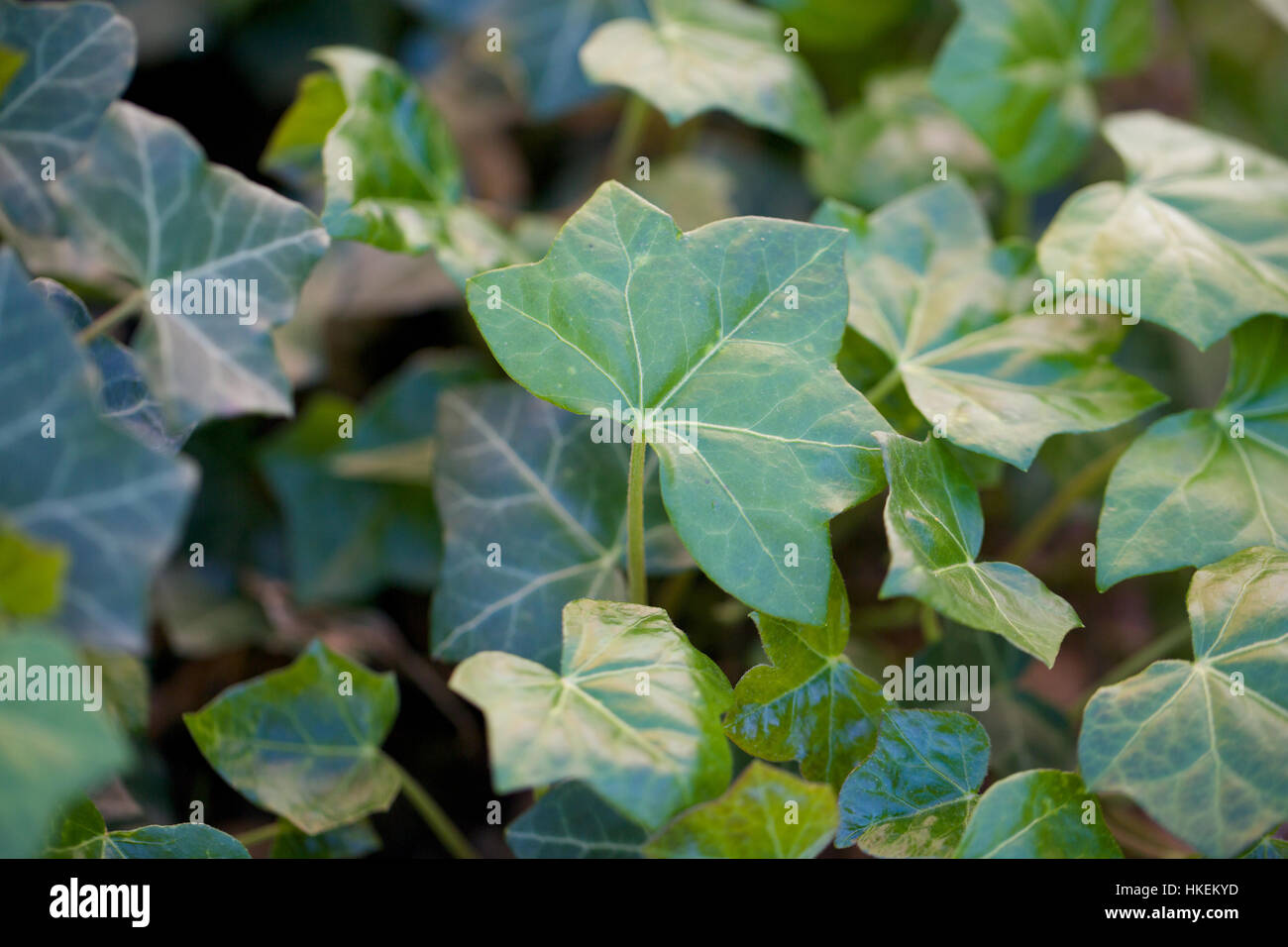 Climbing plant stem hi-res stock photography and images - Alamy