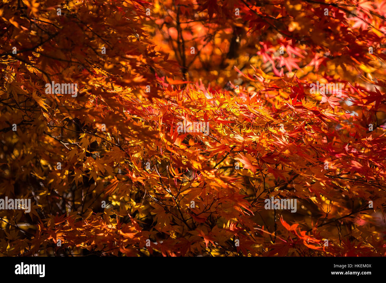 Autumn Colours in Japan Stock Photo - Alamy