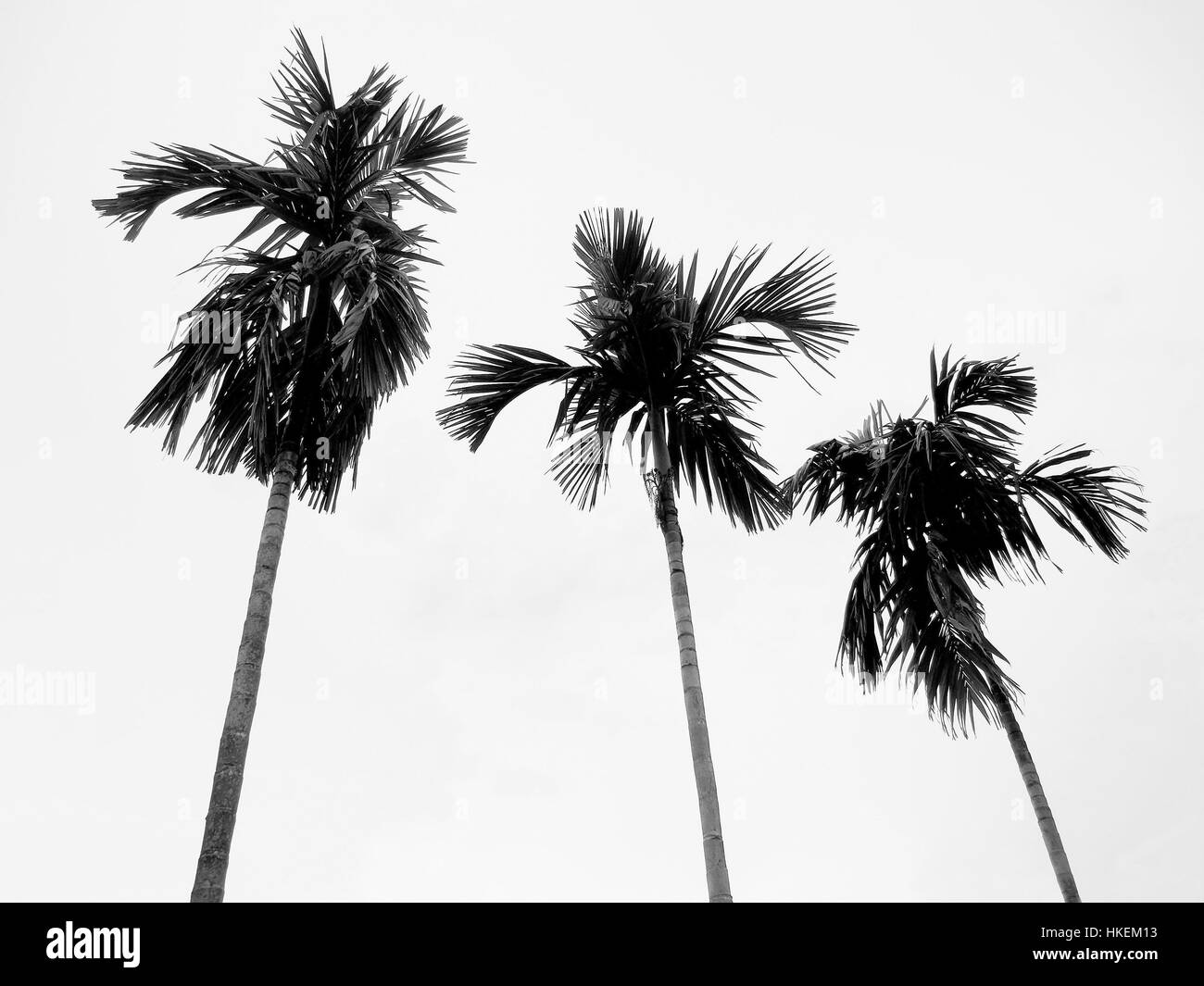 Rain in tropical jungle Black and White Stock Photos & Images - Alamy