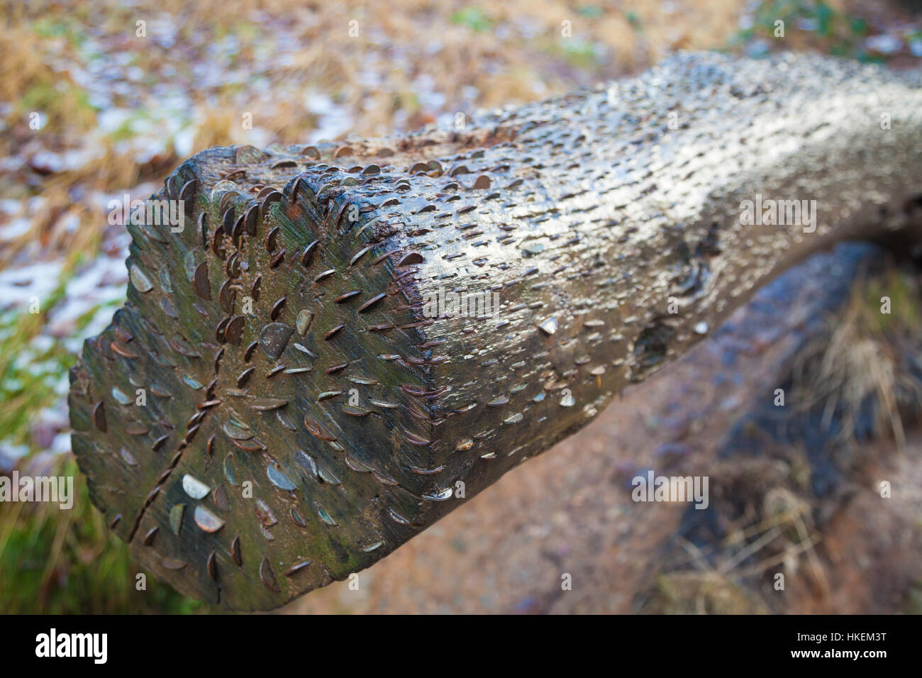 Money Tree with coins hammered into it's bark Lake District United ...
