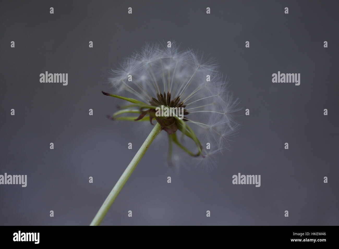 Fragile pattern hi-res stock photography and images - Alamy