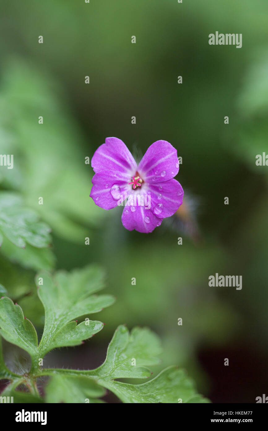 Corolla leaves hi-res stock photography and images - Alamy