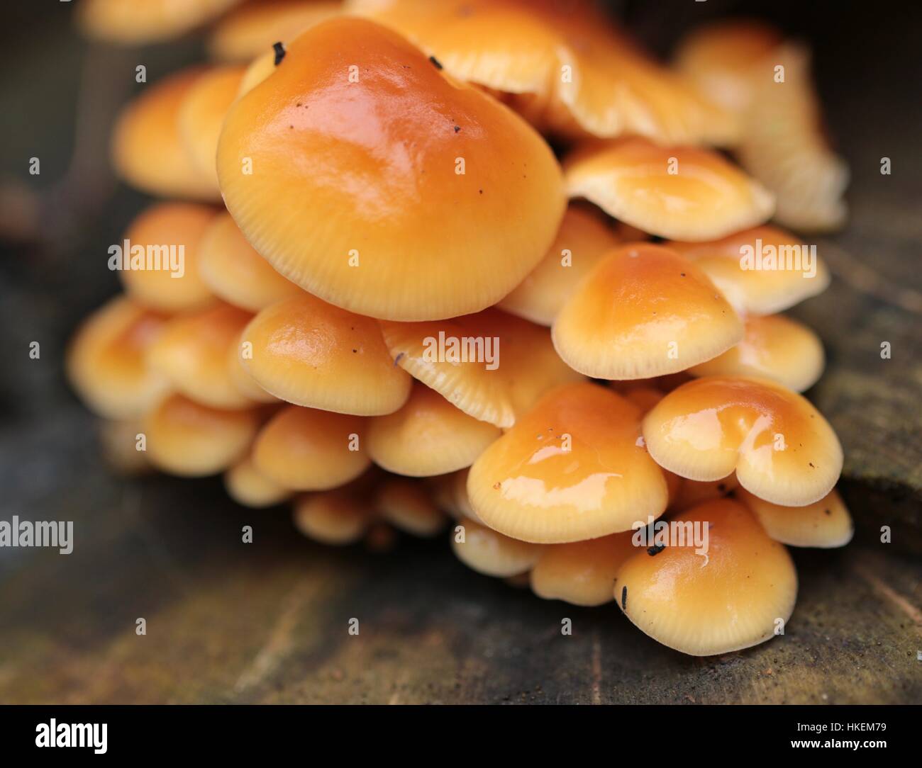 Cluster of fungi hi-res stock photography and images - Alamy