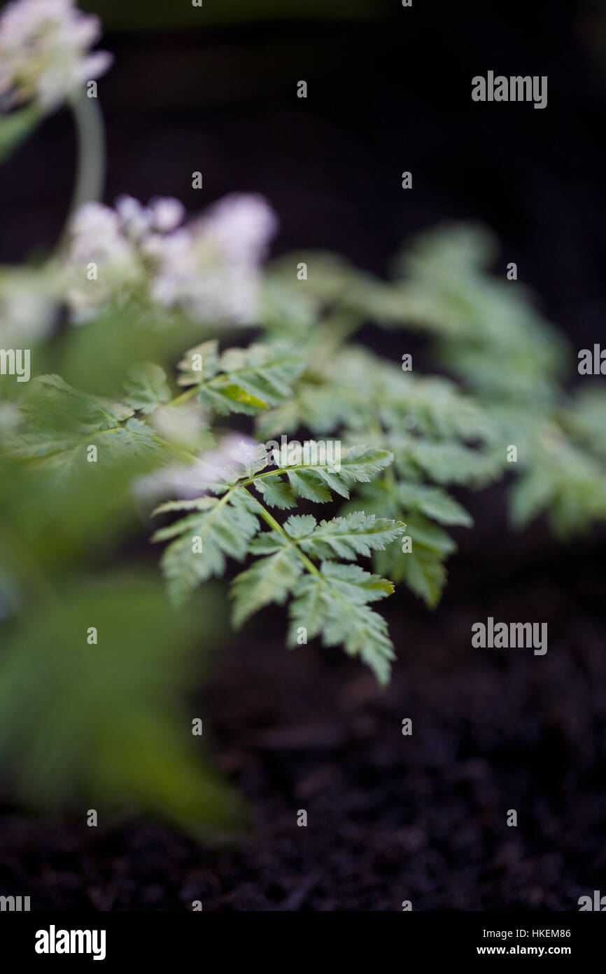 Fragile natural hi-res stock photography and images - Alamy