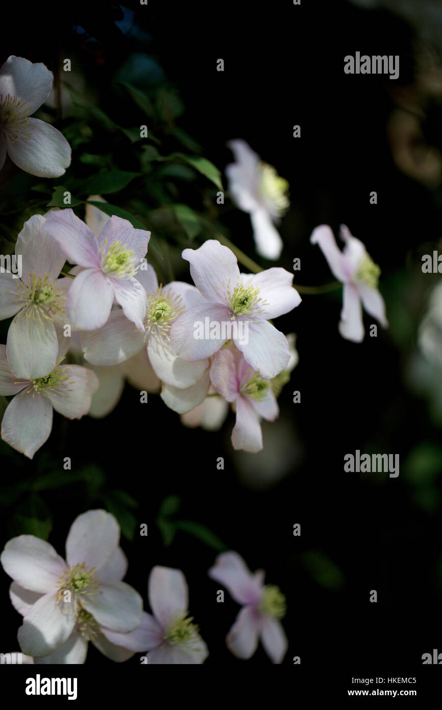 Pink growth hi-res stock photography and images - Alamy
