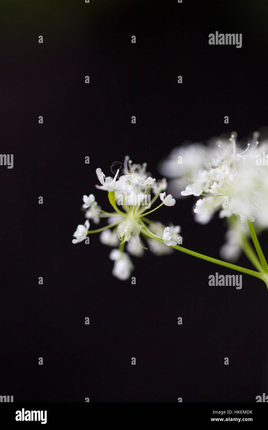 Delicate chervil hi-res stock photography and images - Alamy