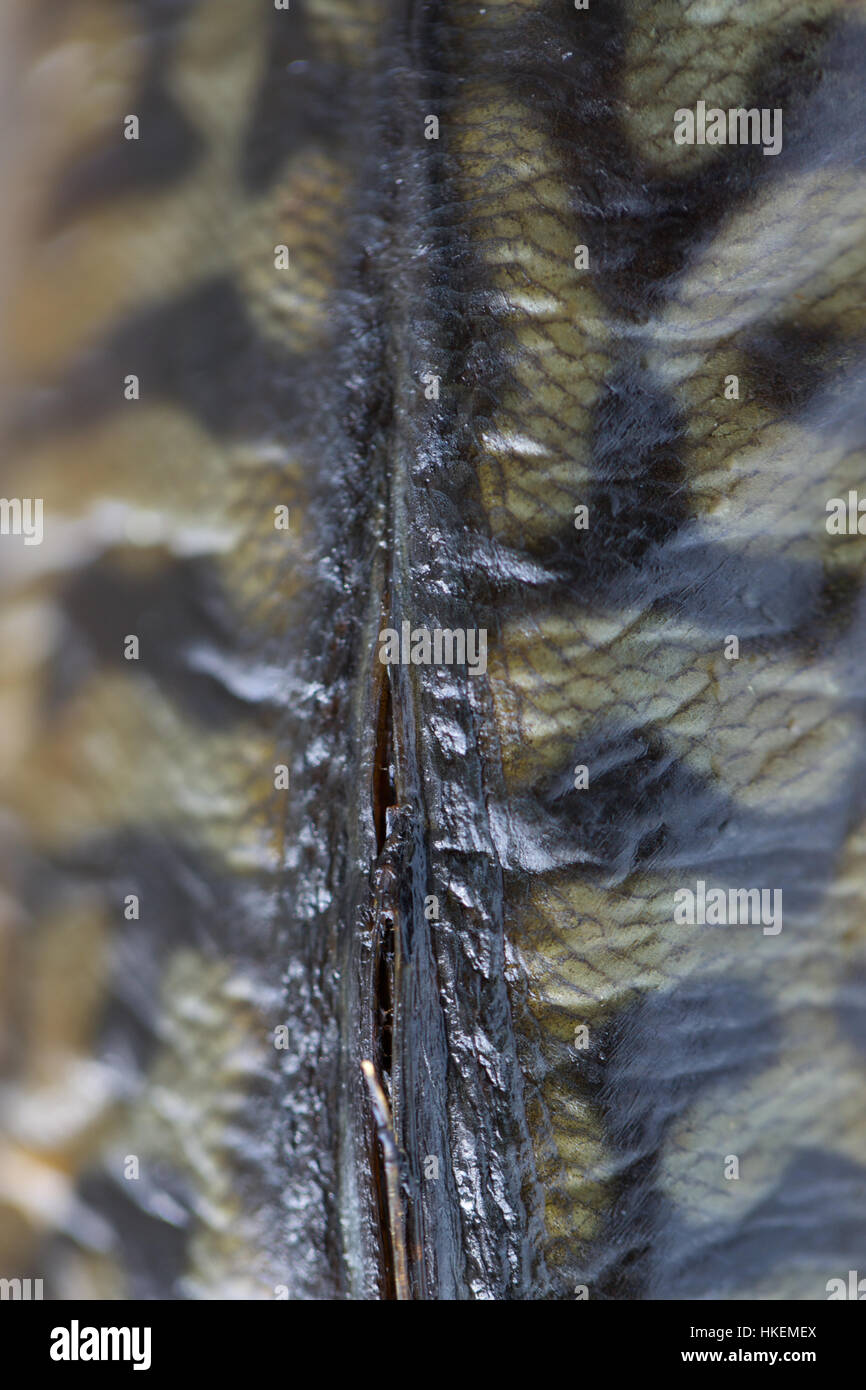 Skin seafood hi-res stock photography and images - Alamy