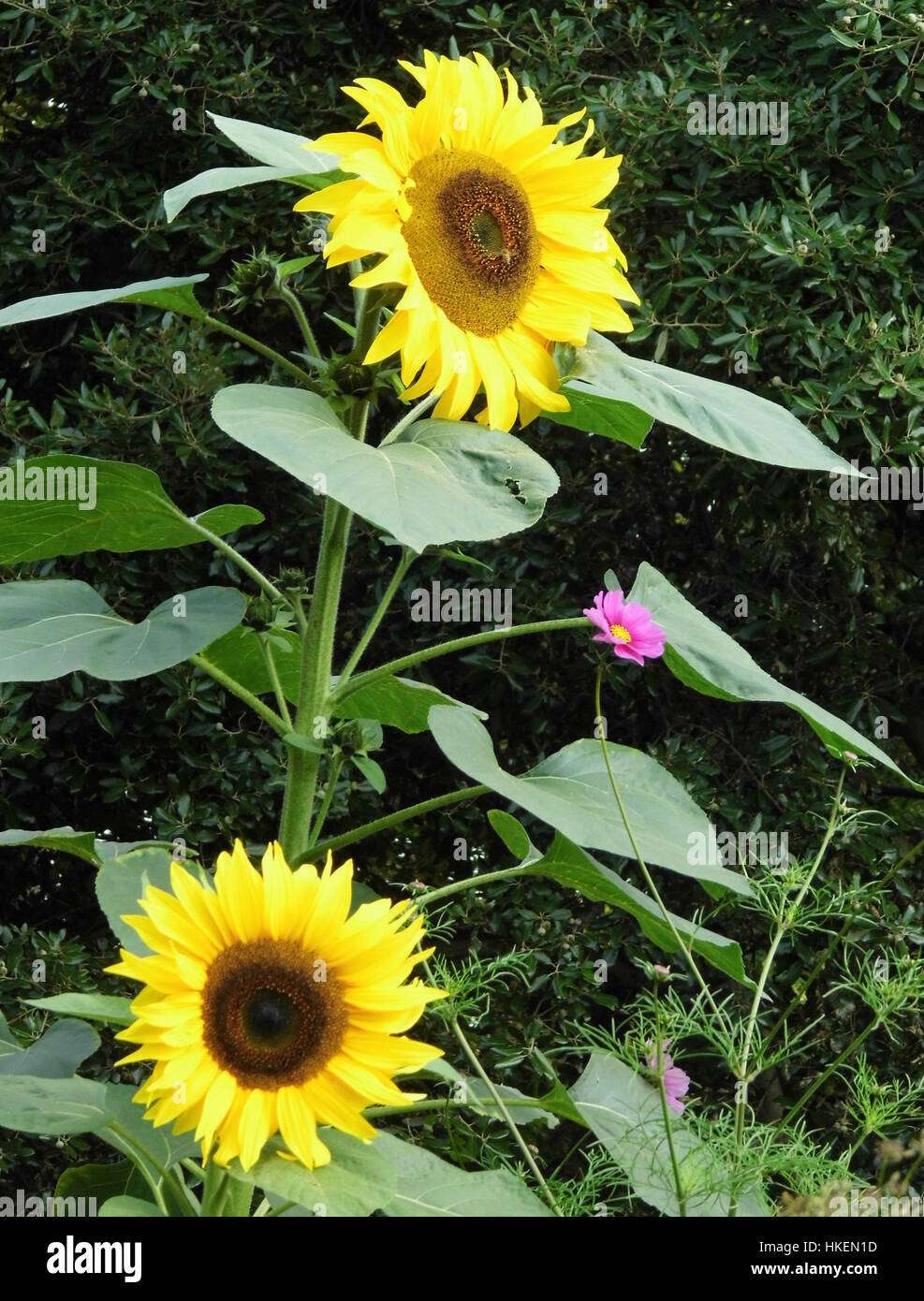 Two large sunflowers in the sun Stock Photo - Alamy