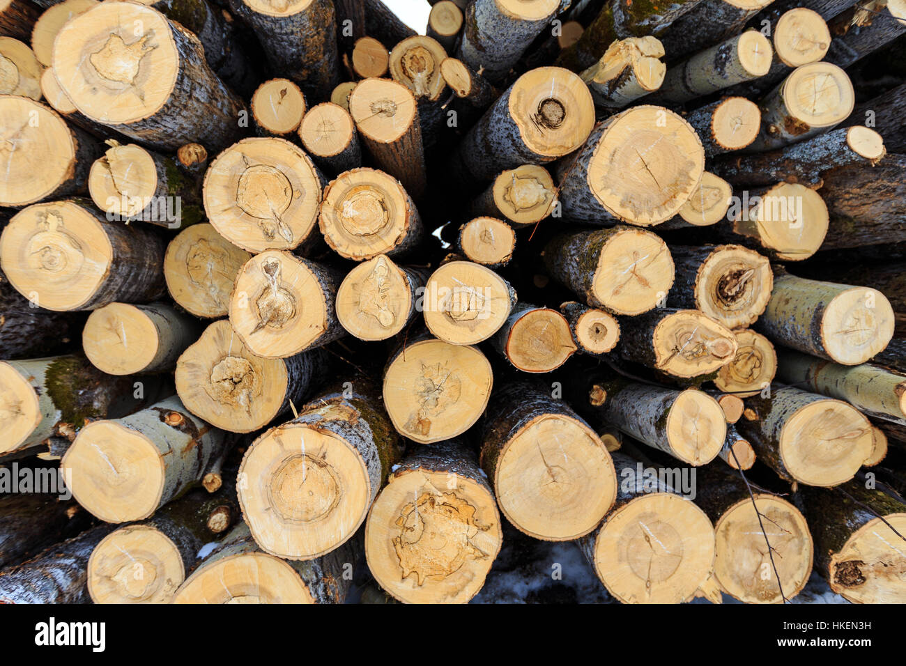 logs closeup, pine logs, russian winter, sawmill, russian sawmill Stock ...