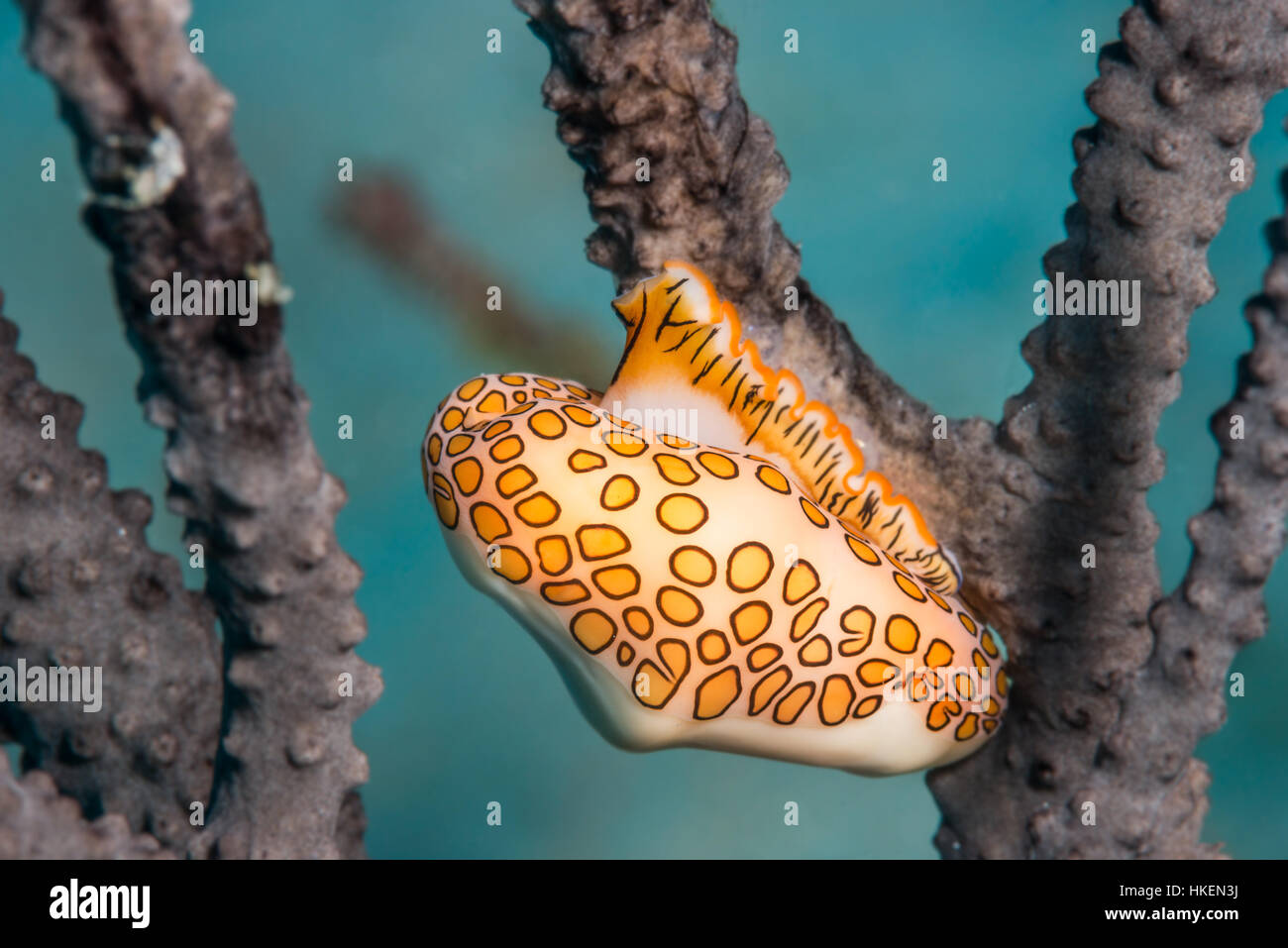 Flamingo tongue snail hi-res stock photography and images - Alamy