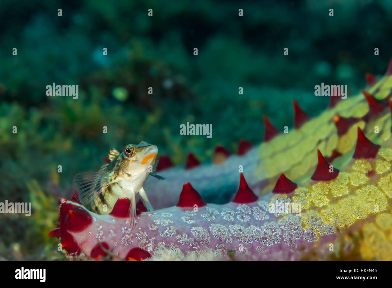 Sandperch (Parapercis) sp. standing on a sea star or starfish ...