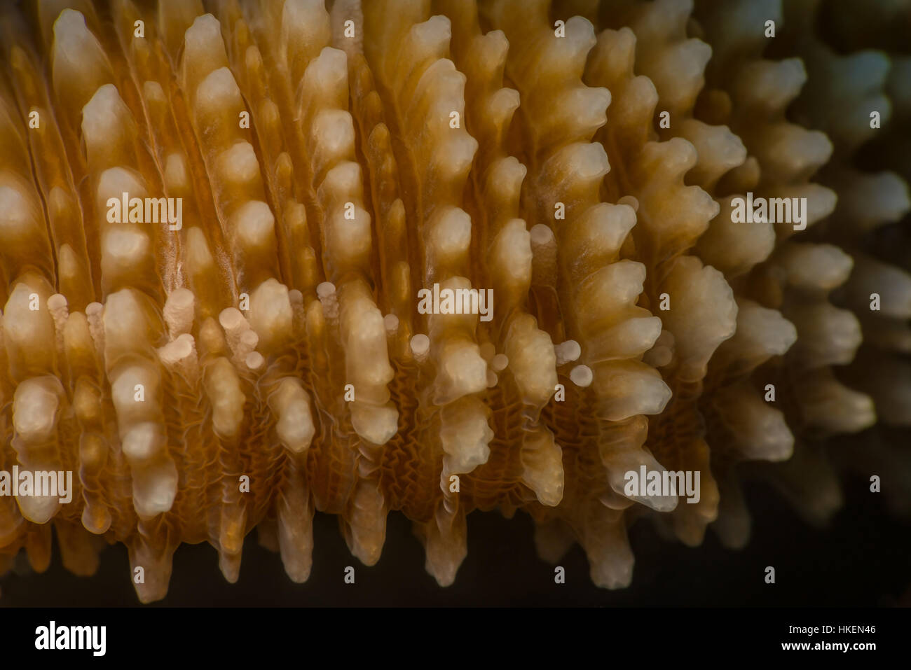 Microscopic detail of a solitary coral - Fungiidae, underwater in its ...
