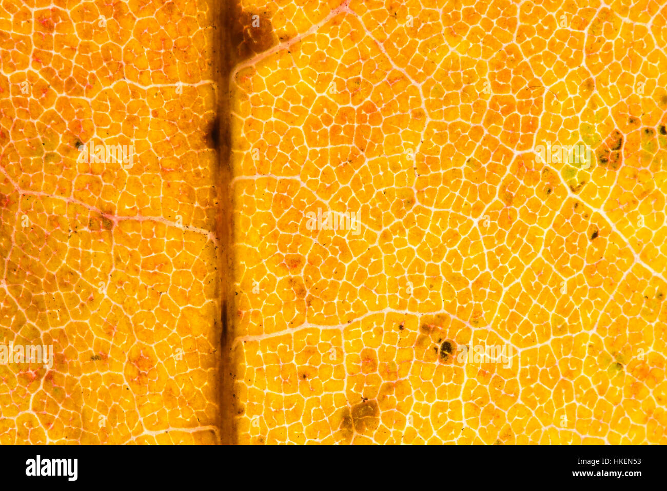 Sycamore texture hi-res stock photography and images - Alamy