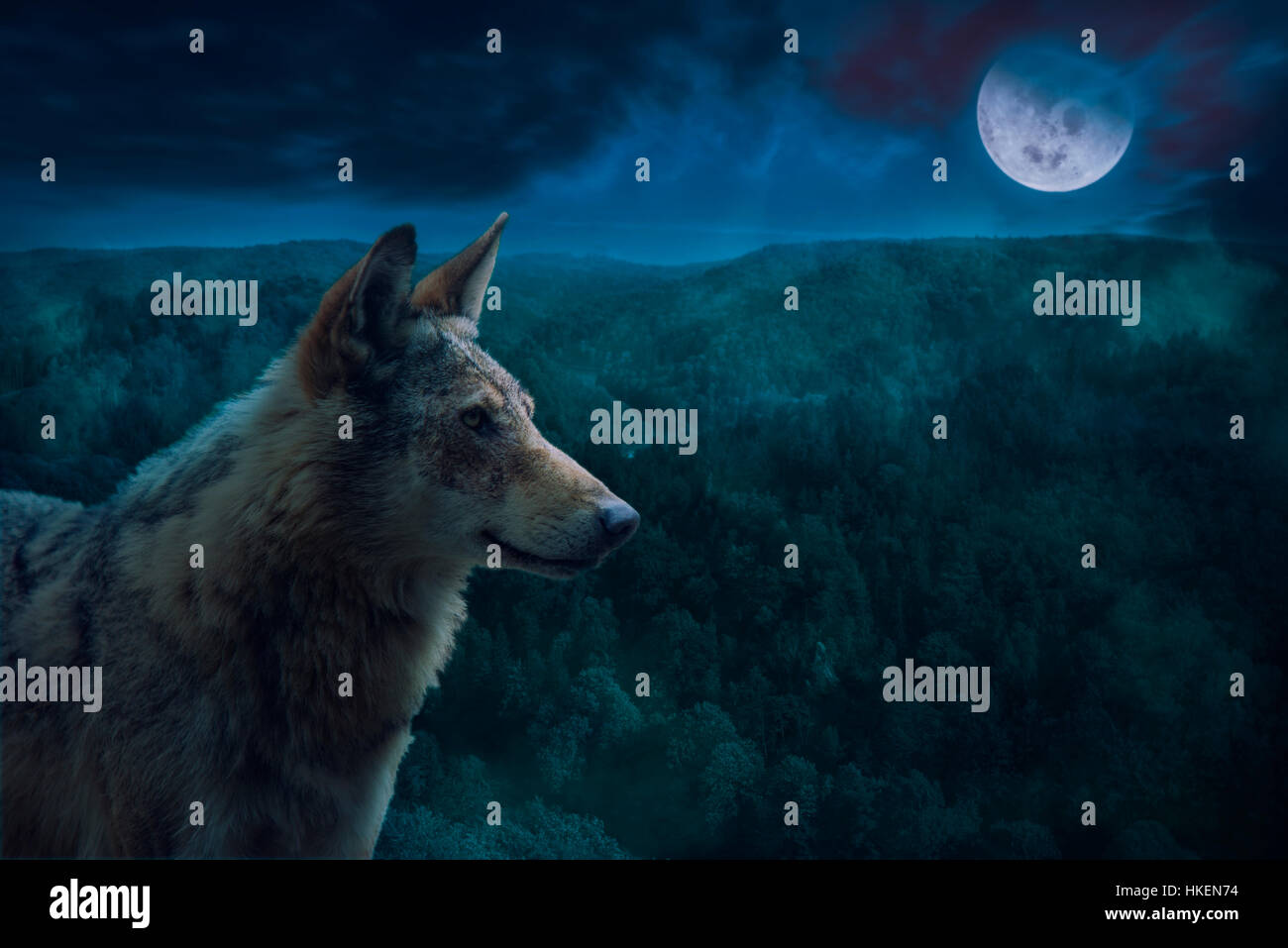 Grey Alpha Wolf During Full Moon Night in the Wilderness Stock Photo ...