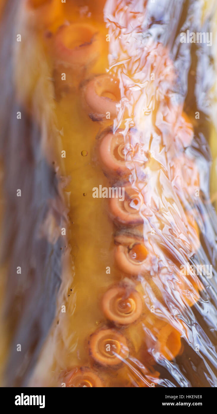 Sucker fish hi-res stock photography and images - Alamy