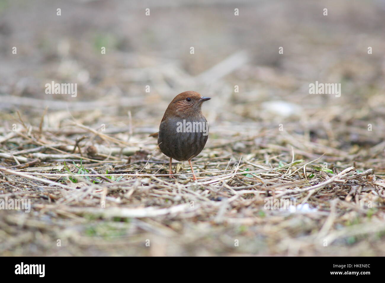 Japanese accentor hi-res stock photography and images - Alamy