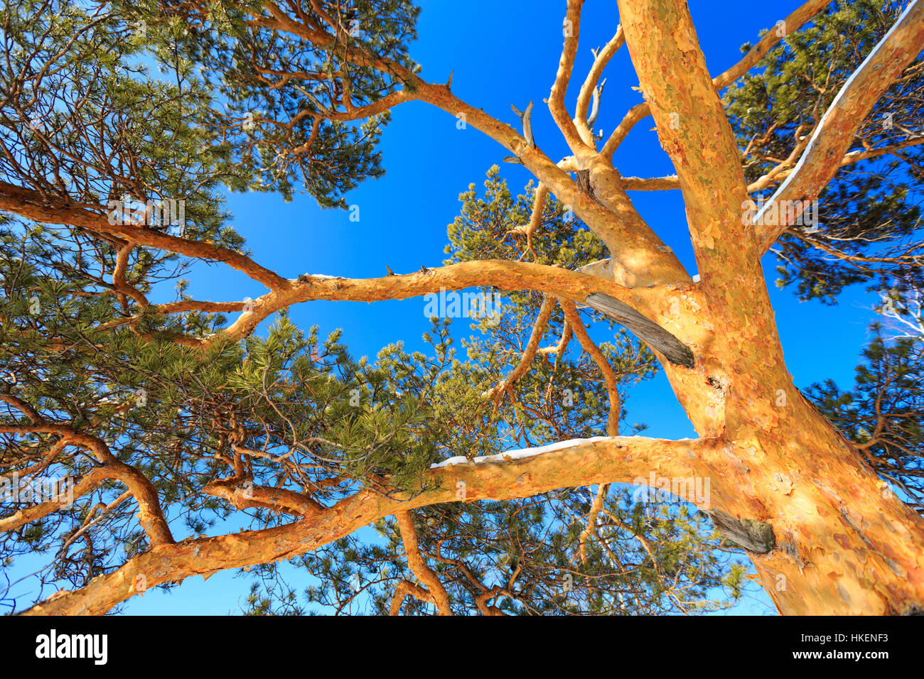 upper branches of tree, nature Stock Photo - Alamy