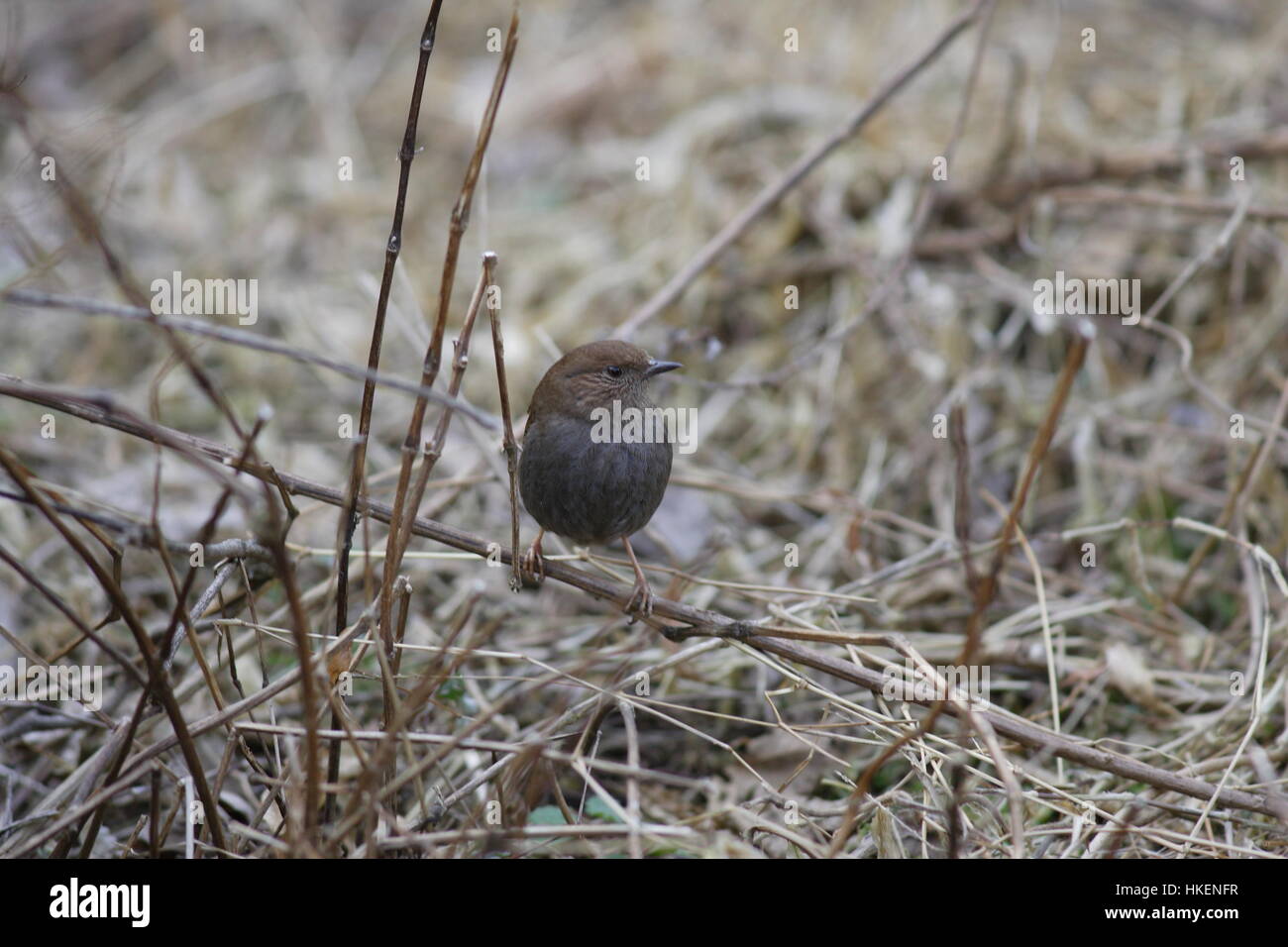 Japanese accentor hi-res stock photography and images - Alamy