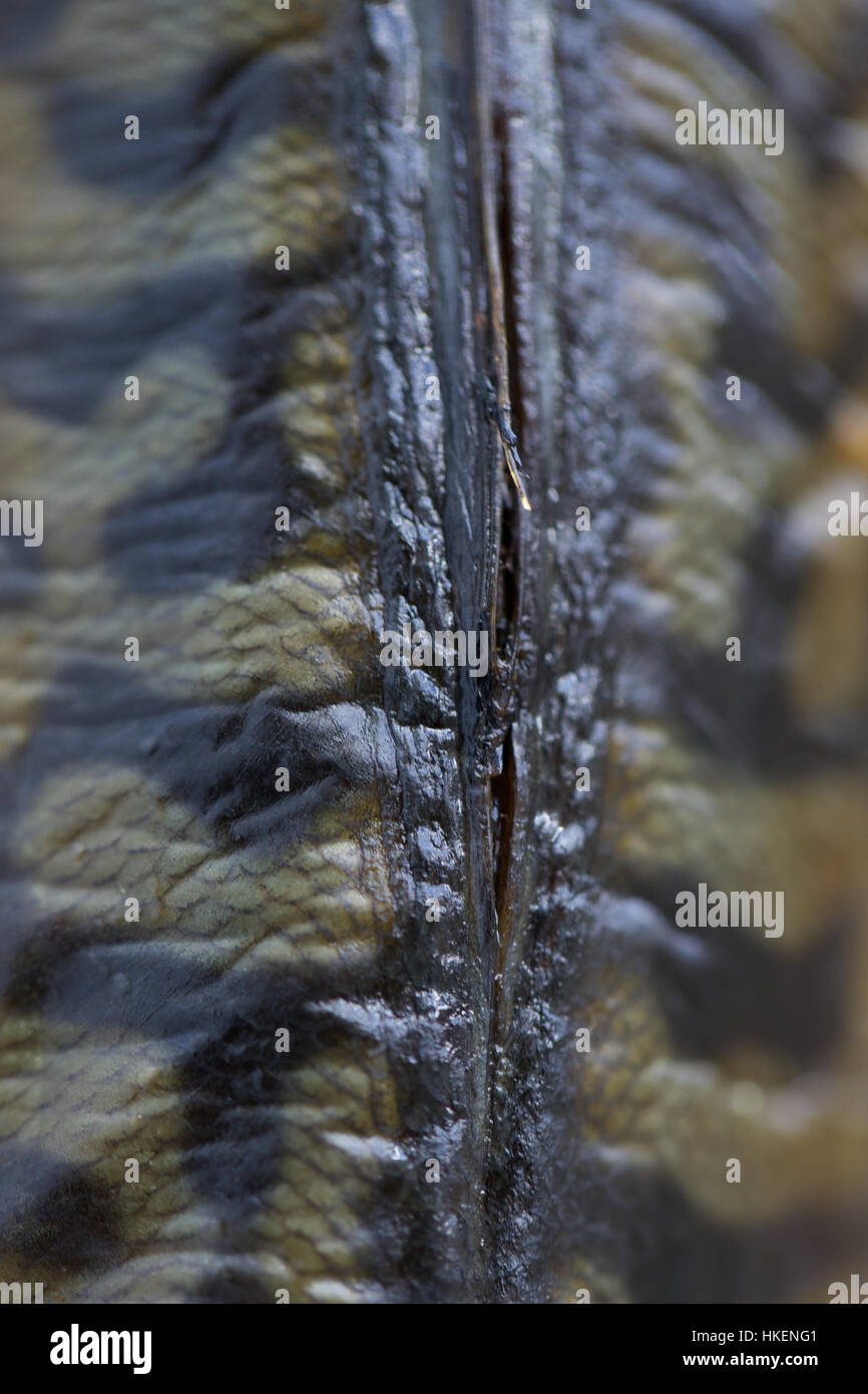 Fish skin hi-res stock photography and images - Alamy