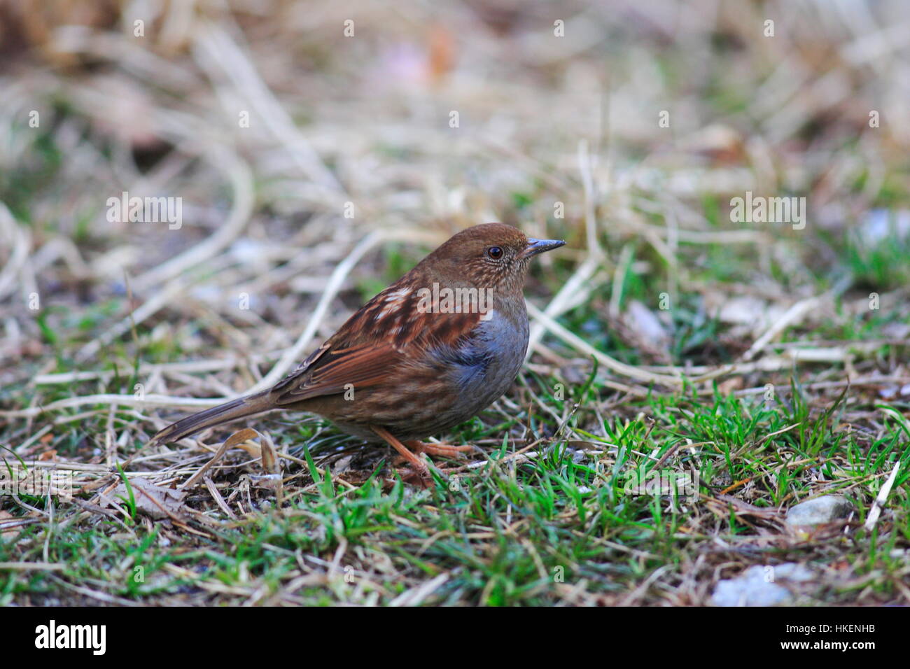Japanese accentor hi-res stock photography and images - Alamy