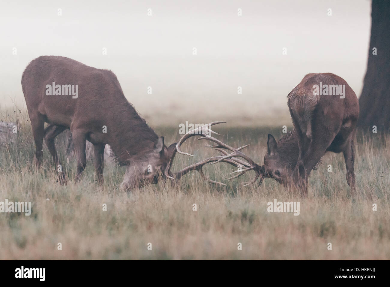 Fighting bucks during the rut in Richmond Park, London Stock Photo - Alamy