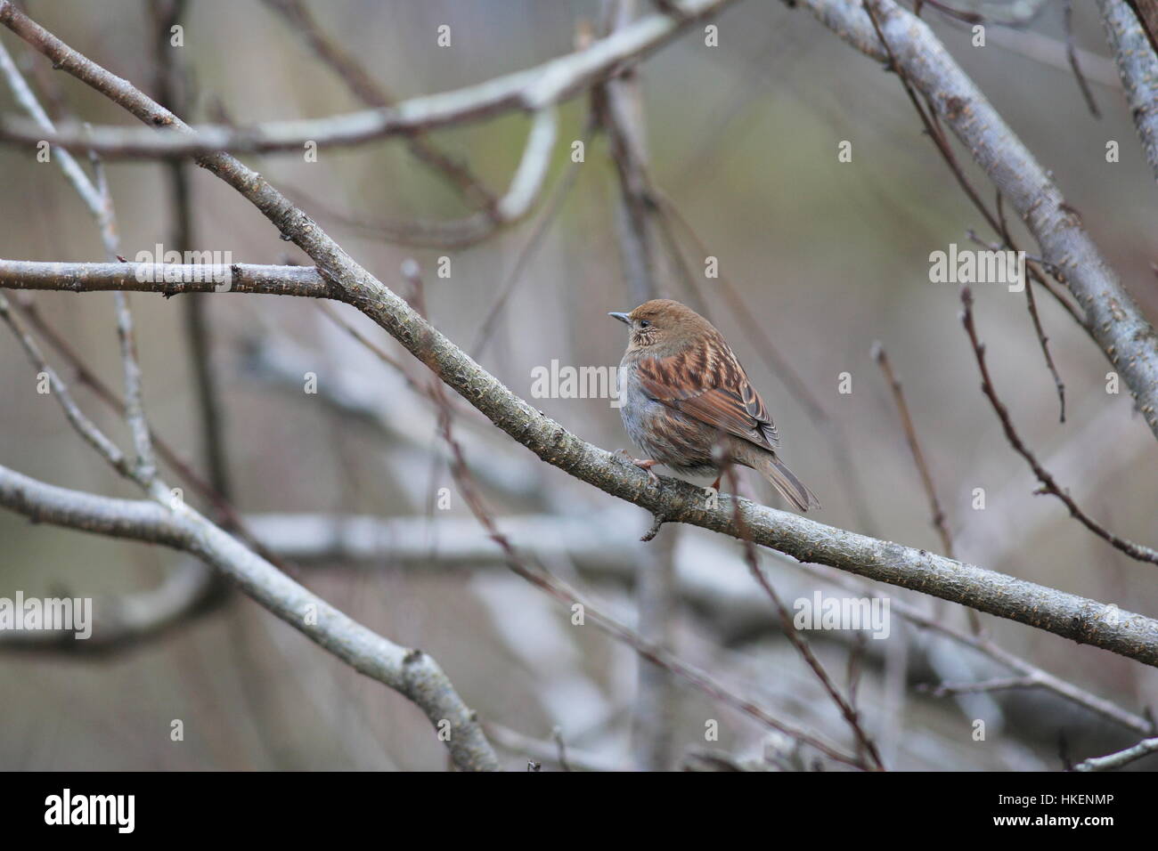 Japanese accentor hi-res stock photography and images - Alamy