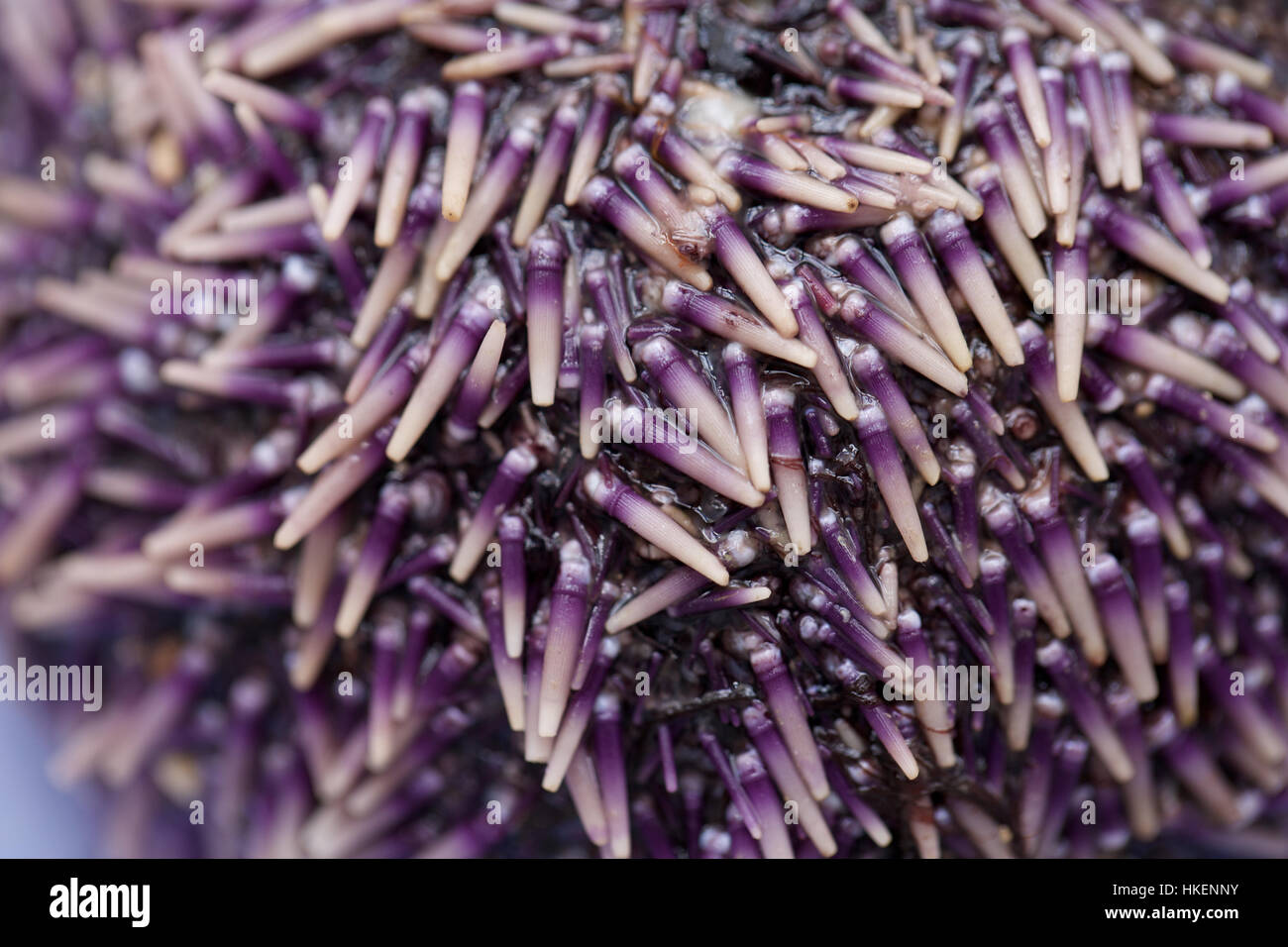 Sea urchin seafood hi-res stock photography and images - Alamy