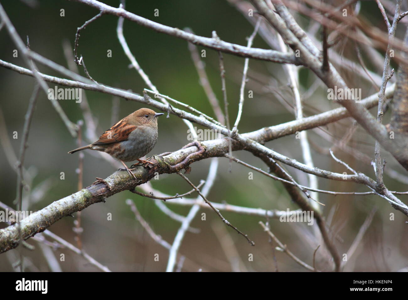 Japanese accentor hi-res stock photography and images - Alamy