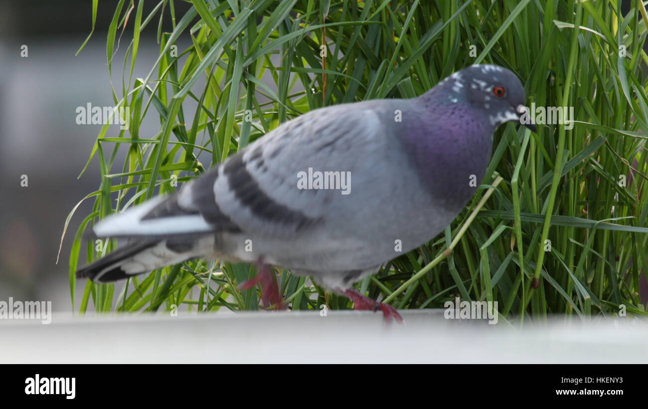 Pidgeon bird hi-res stock photography and images - Alamy