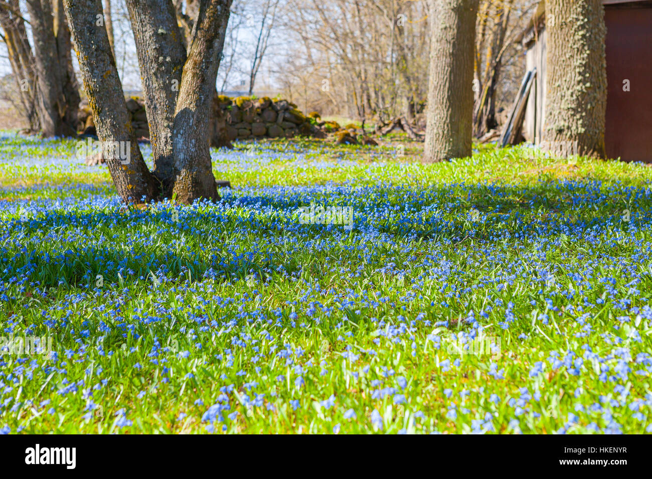 Blooming spring meadow with small blue wildflowers and trees Stock ...