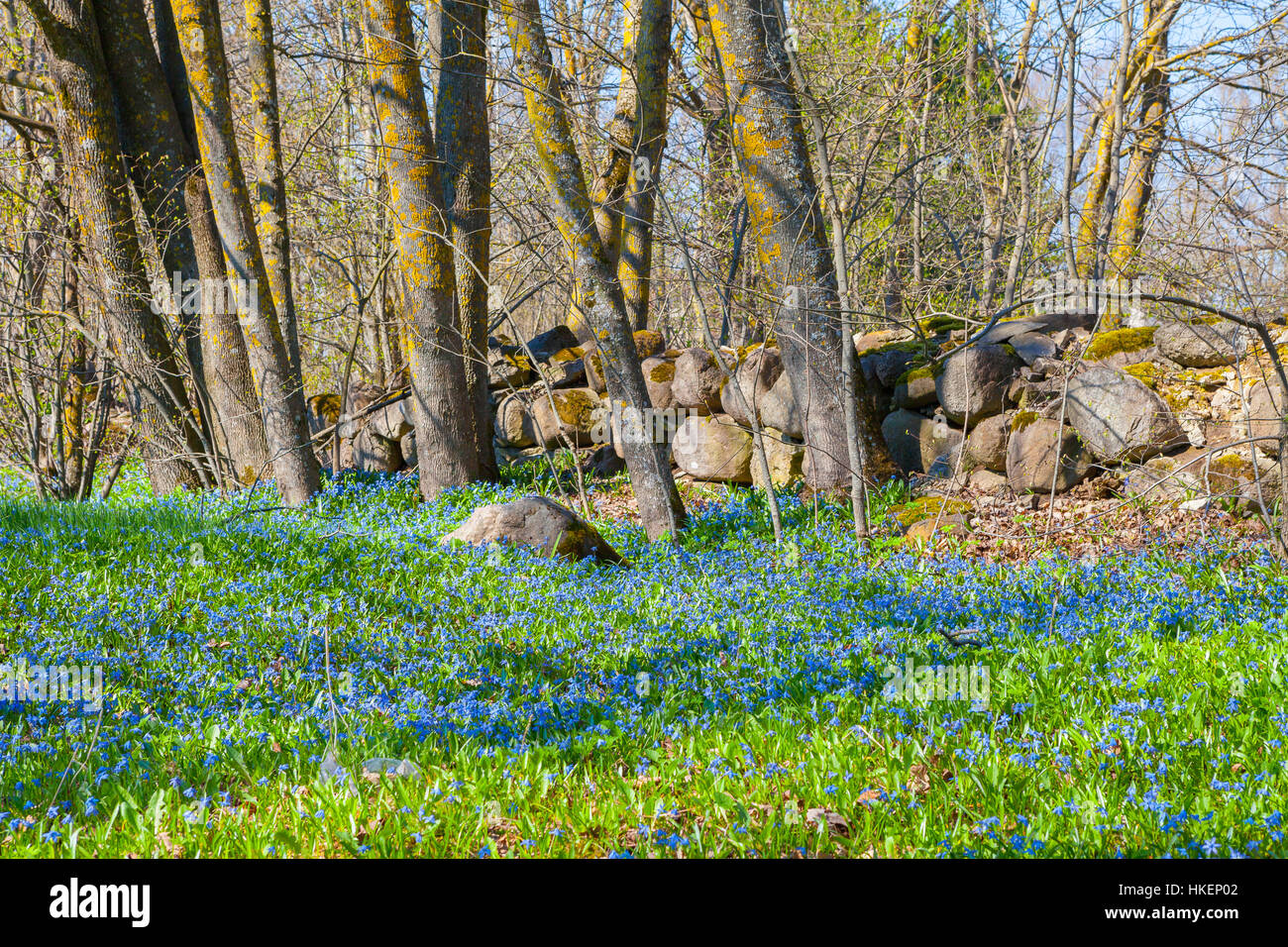 Blooming spring meadow with small blue wildflowers and trees Stock ...