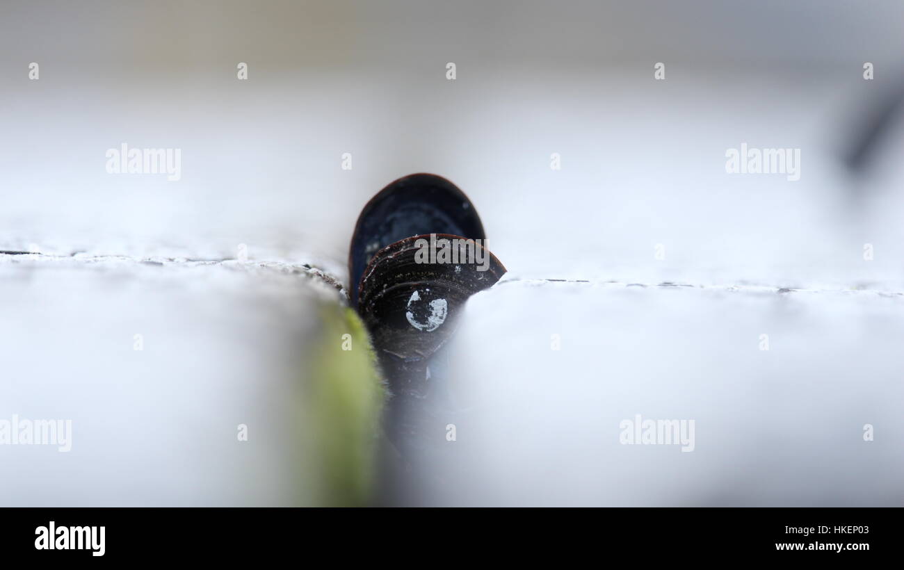 A muscle shell in a crack centered Stock Photo - Alamy