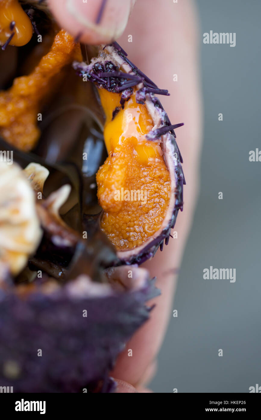 hand opening purple sea urchin. food, open, sea hedgehog, shell Stock ...