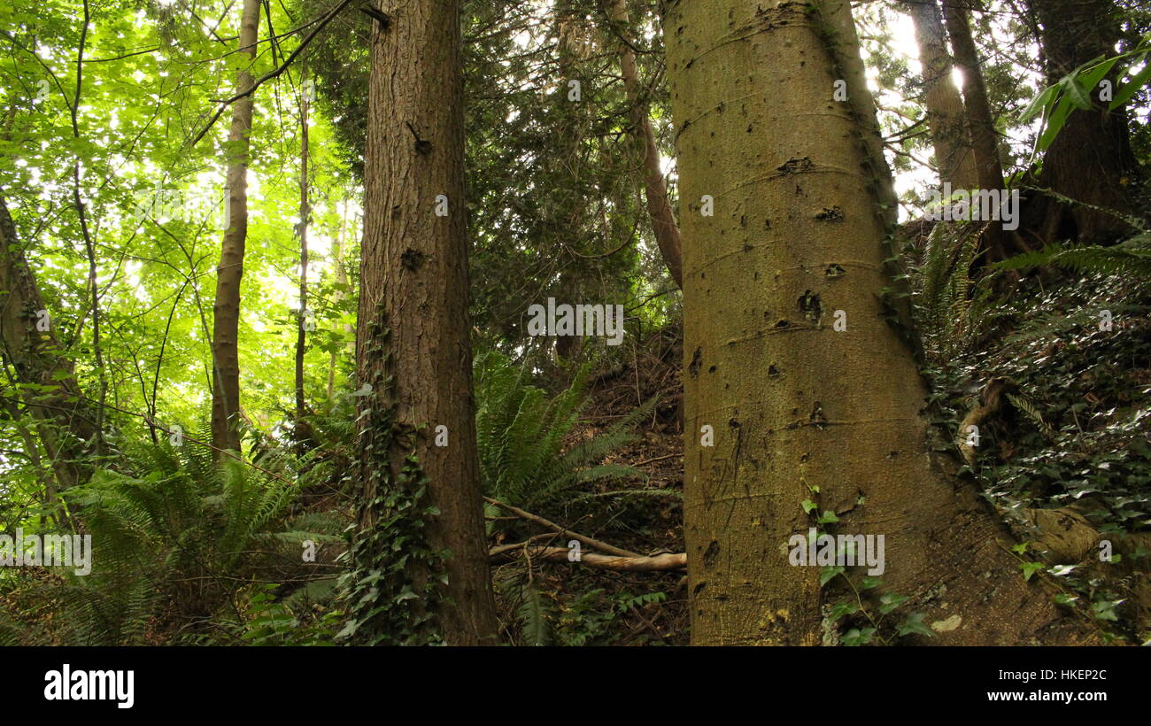 Trees in a ravine Stock Photo - Alamy