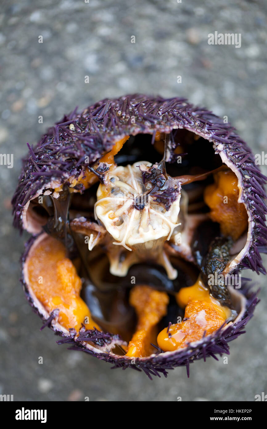Sea Urchin Food High Resolution Stock Photography and Images - Alamy