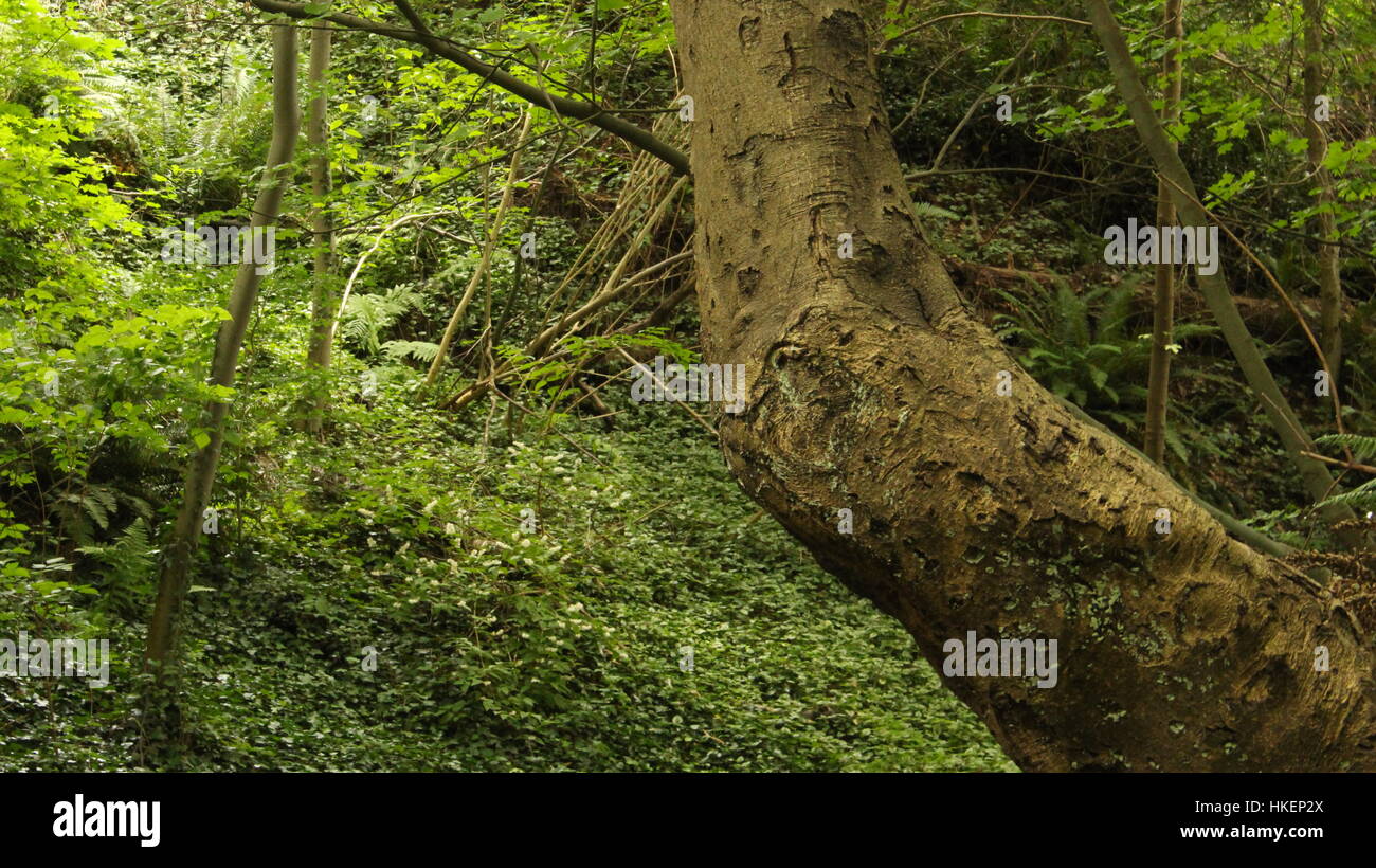 Trees in a ravine Stock Photo - Alamy