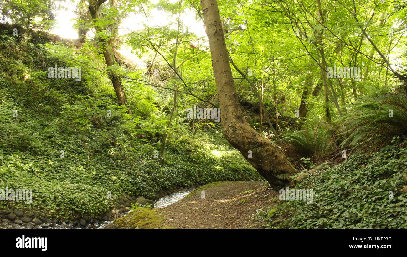 Trees in a ravine Stock Photo - Alamy