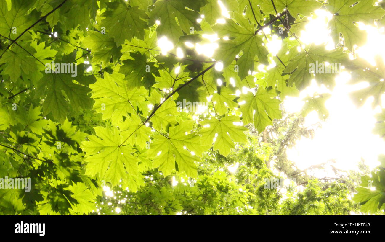 Sunlight through leaves Stock Photo - Alamy
