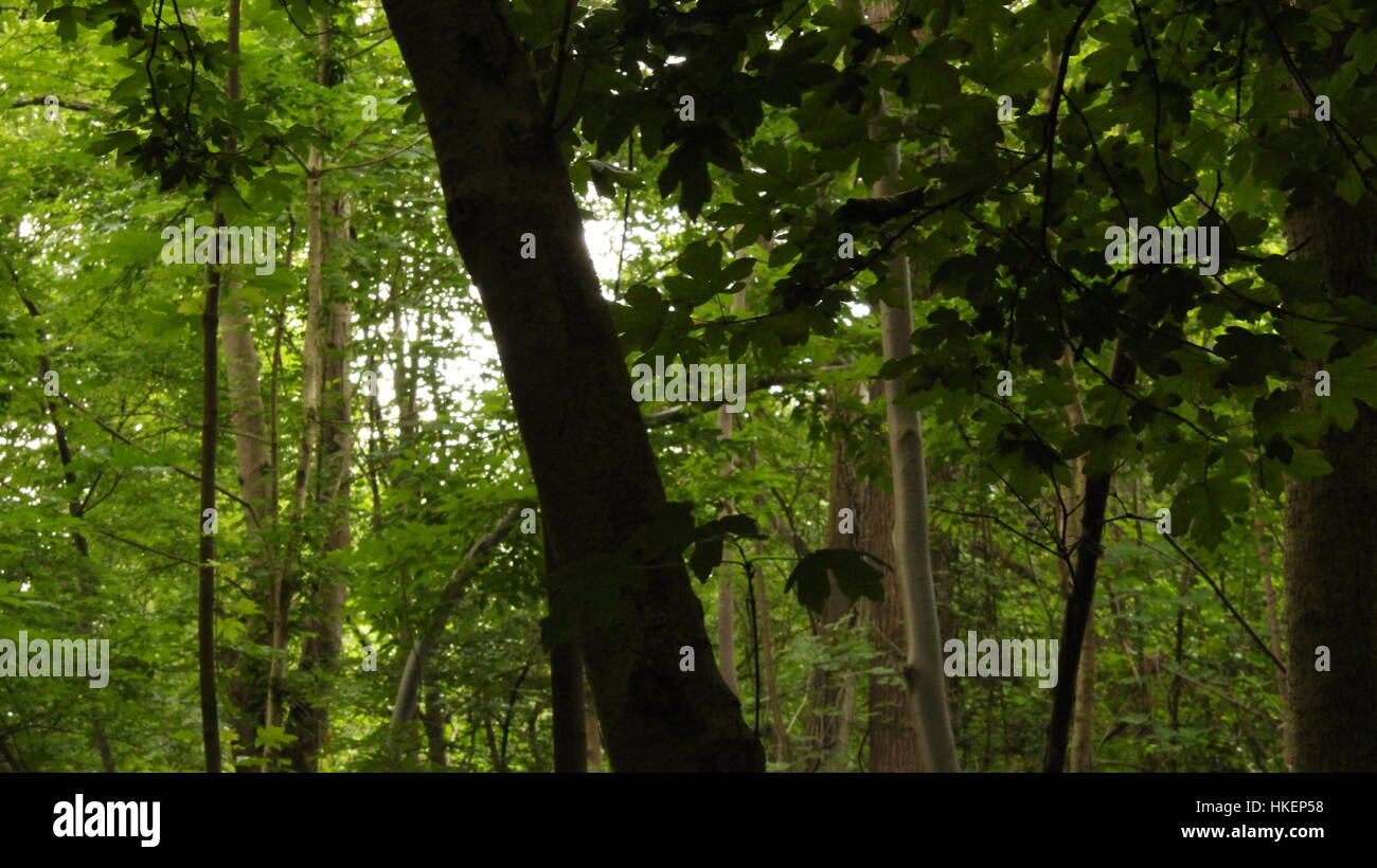 Trees in a ravine Stock Photo - Alamy