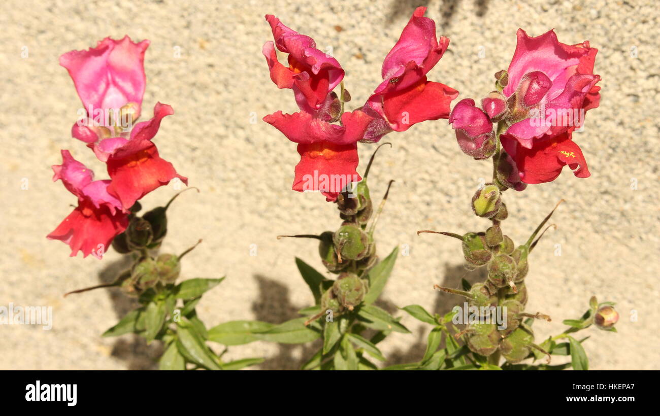 Three red leaves hi-res stock photography and images - Alamy