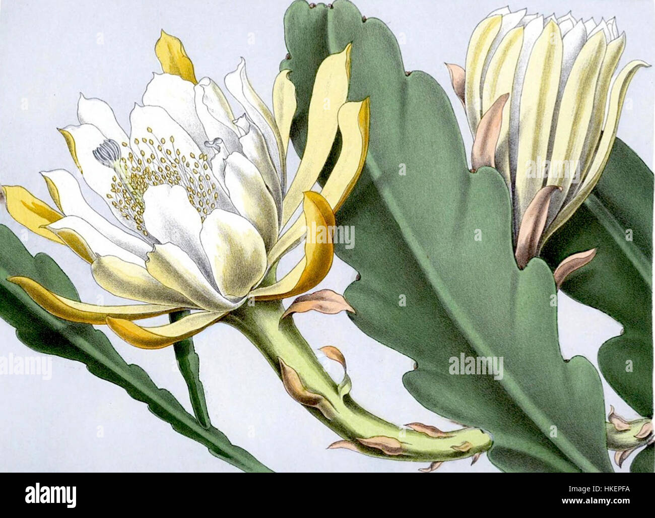 Phyllocactus High Resolution Stock Photography and Images - Alamy