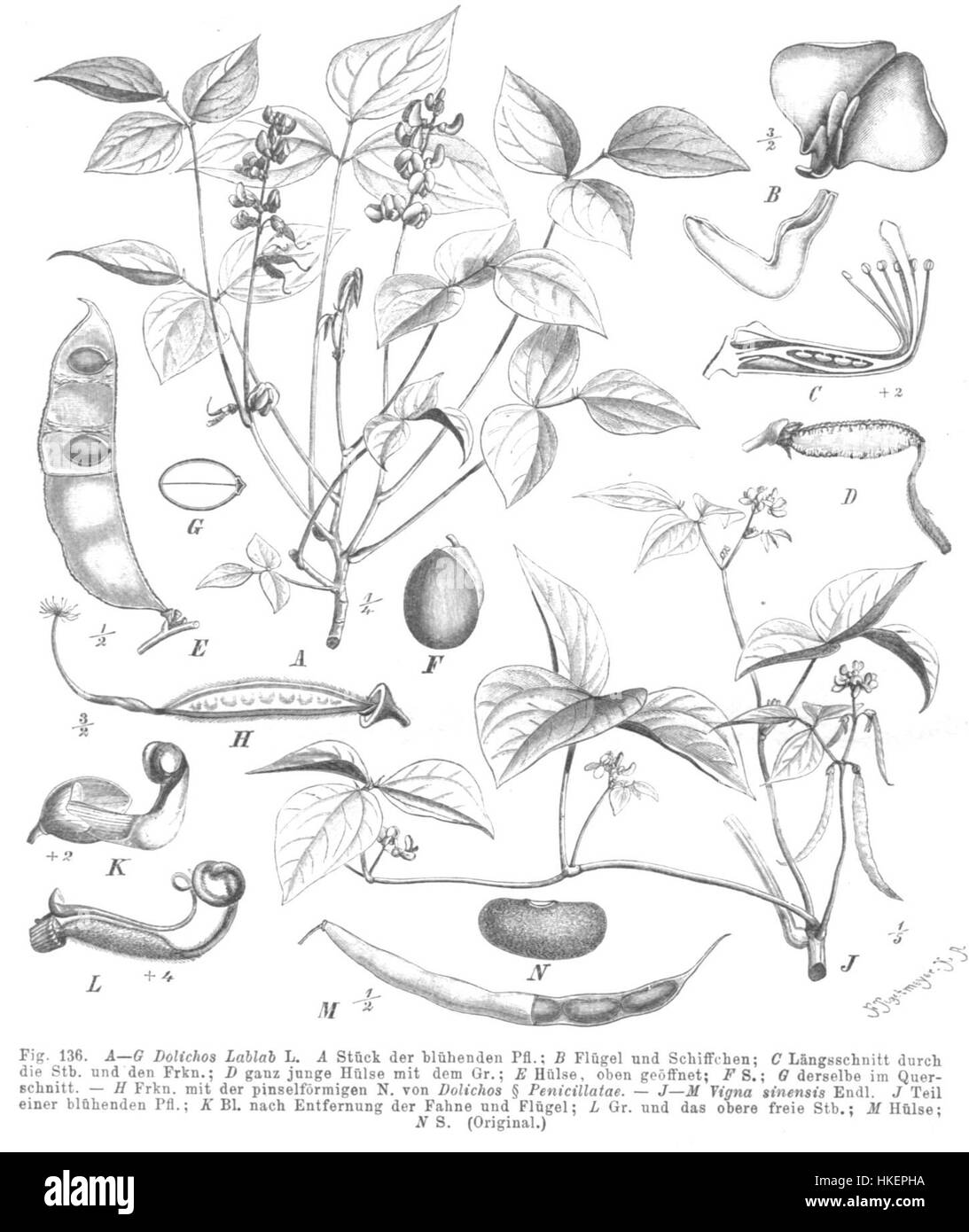Phaseoleae Black and White Stock Photos & Images - Alamy