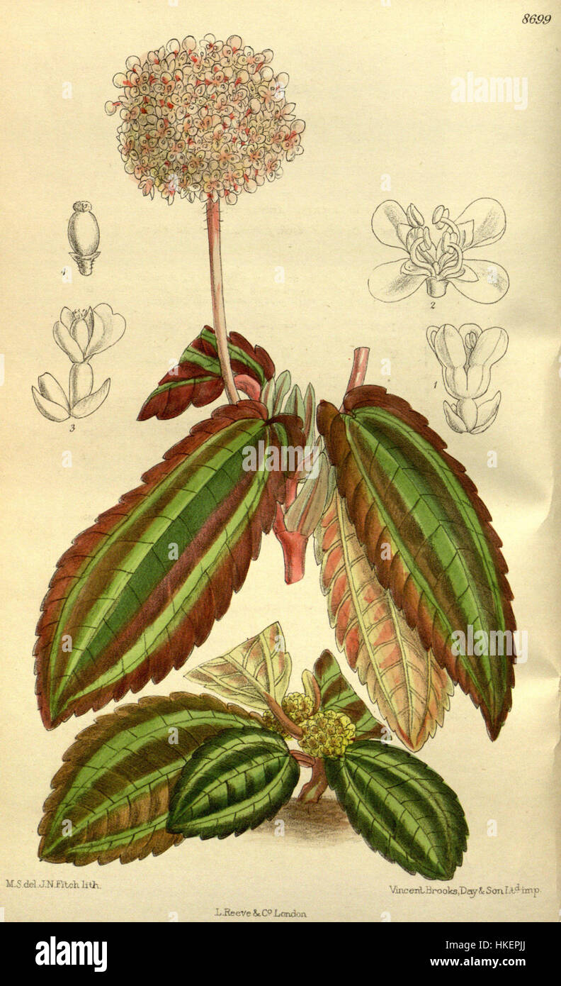 This image shows a Pilea forgeti plant, a species of flowering plant ...