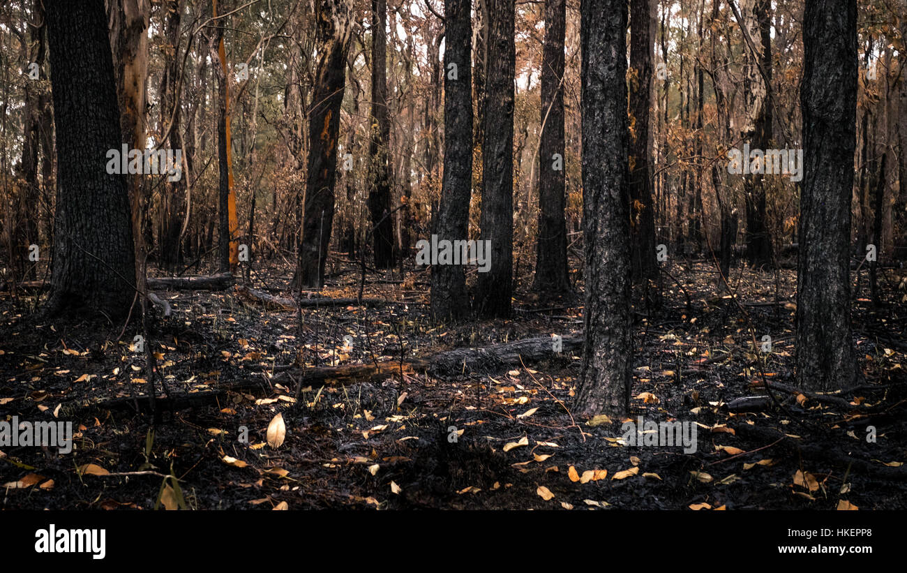 Burnt bush land forest scene with tree trunks Stock Photo - Alamy