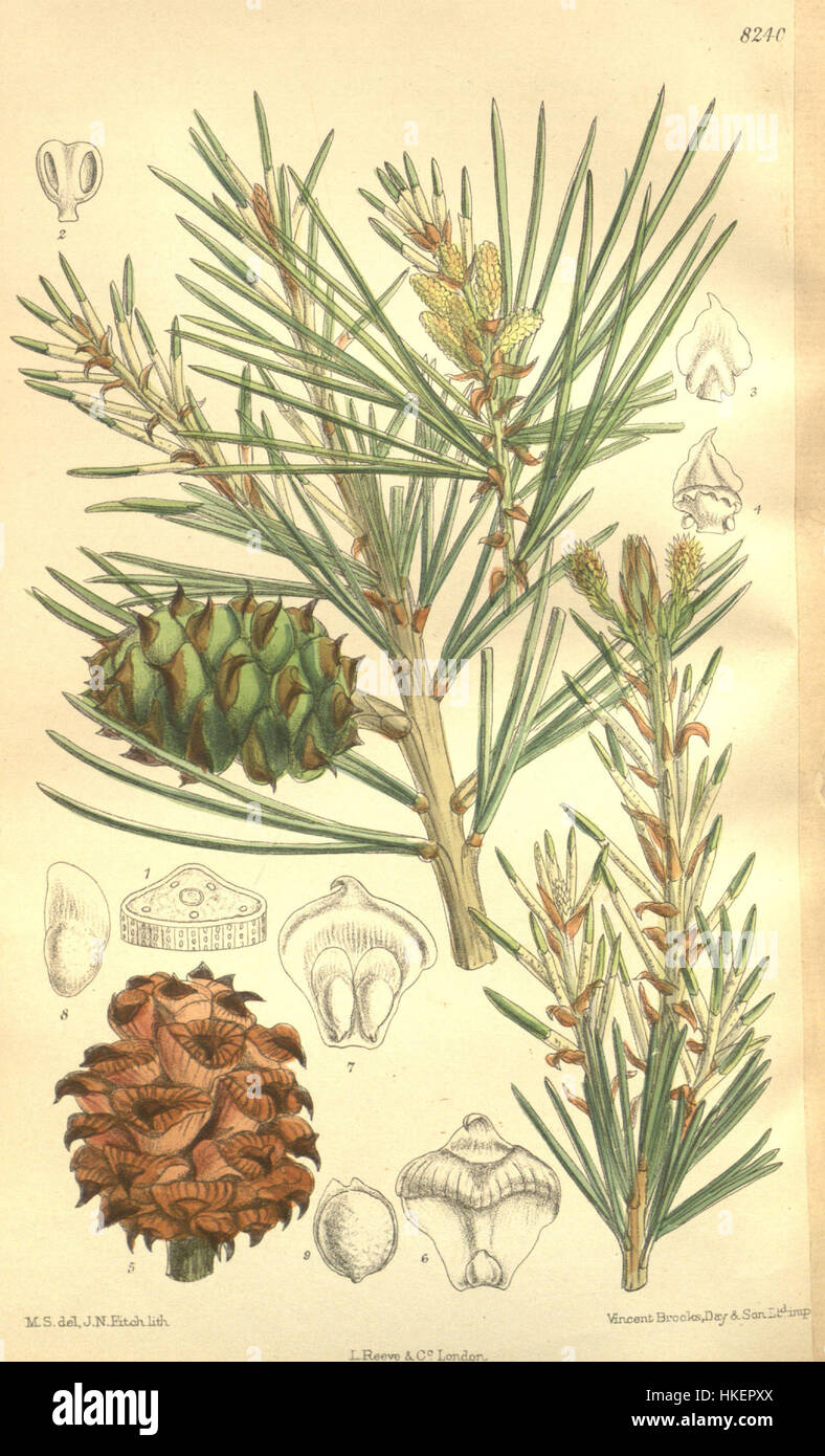 Pinus bungeana, also known as the Chinese pine, is a species admired ...